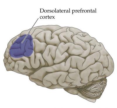Cortex préfrontal dorsolatéral