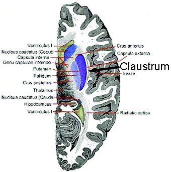 Claustrum