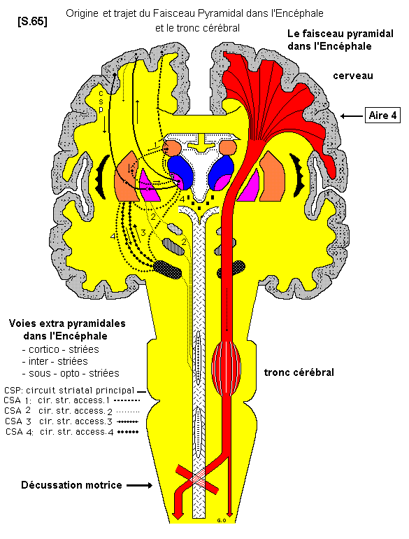 Faisceau Pyramidal