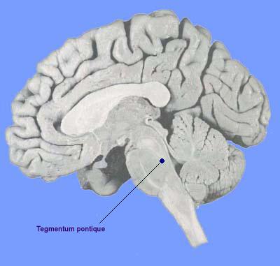 Tegmentum