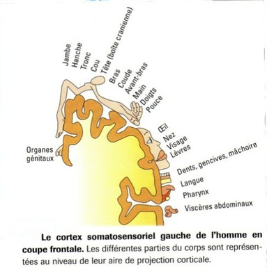 Cortex somatosensoriel