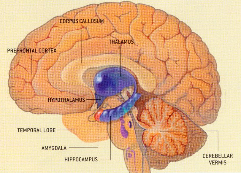 Hypothalamus