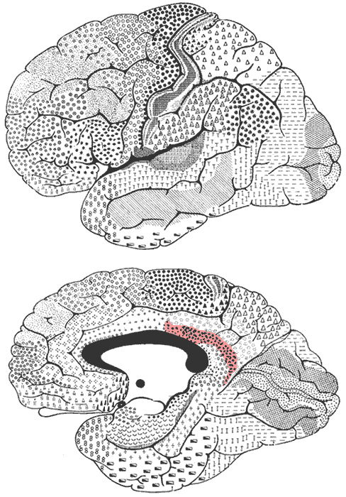 Aire de Brodmann 23 : Cortex cingulaire postérieur