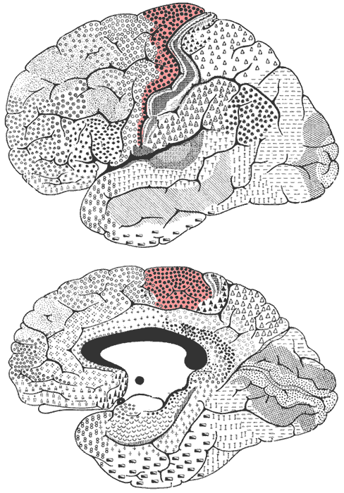 Aire de Brodmann 4 : Cortex moteur primaire