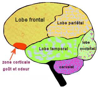 Cortex du Goût et de l'Odeur