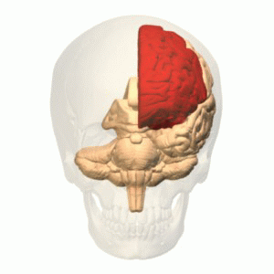 Cortex frontal