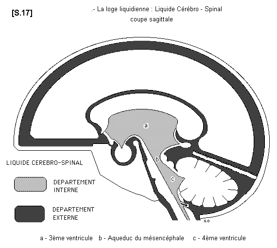 liquide céphalo-rachidien