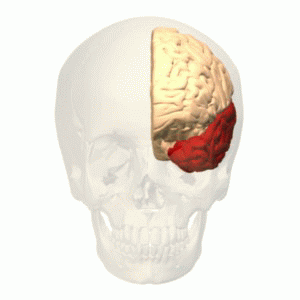 Cortex temporal antérieur