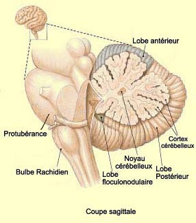 Cervelet