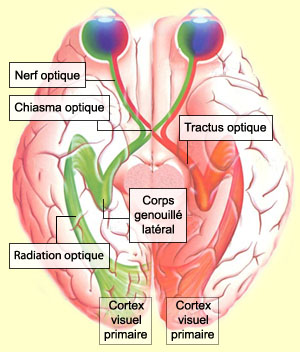 Corps genouillé latéral