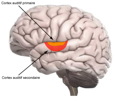 Cortex auditif primaire