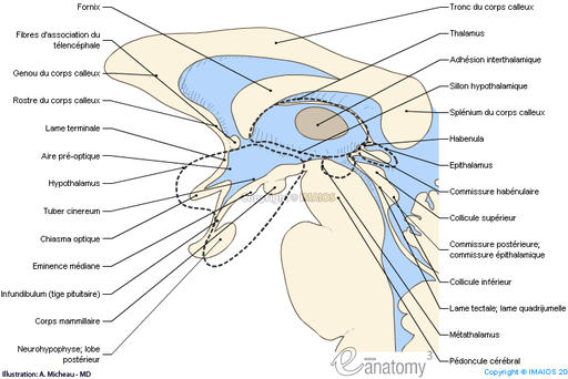 Tubercules quadrijumeaux