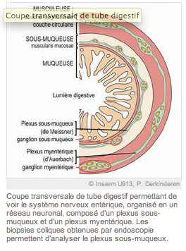 Système nerveux entérique