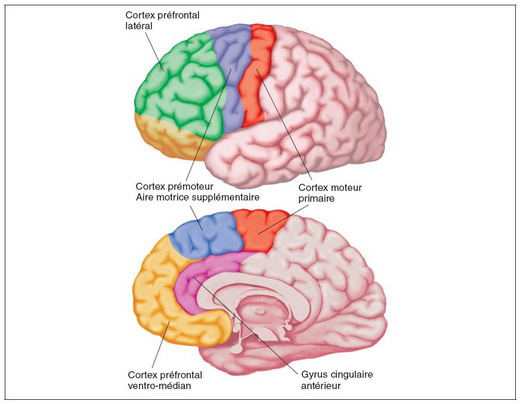Gyrus cingulaire antérieur