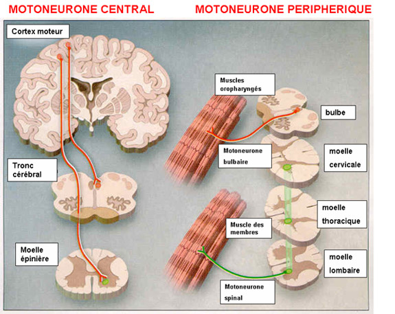 motoneurone