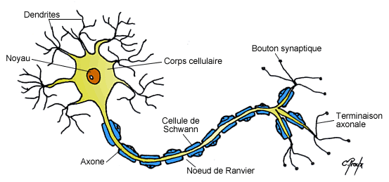 Neurone