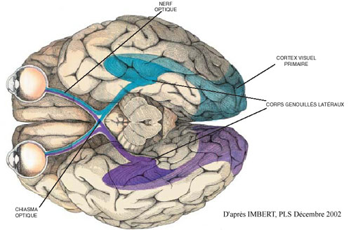 Corps genouillé latéral