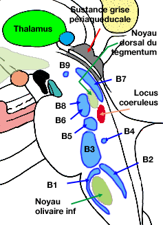 substance grise périaqueducale