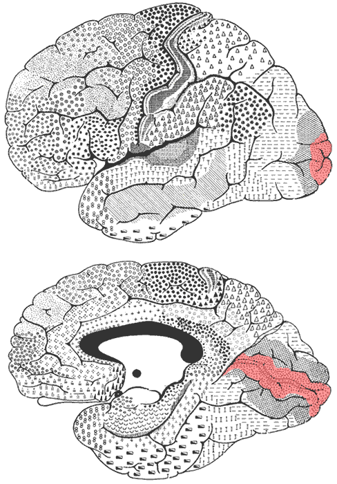 Aire de Brodmann 17 : Cortex visuel primaire