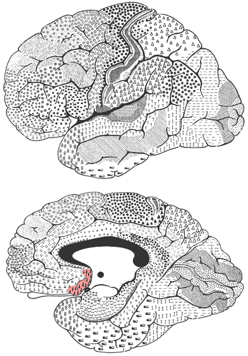 Aire de Brodmann 25 : Subgenualis Area