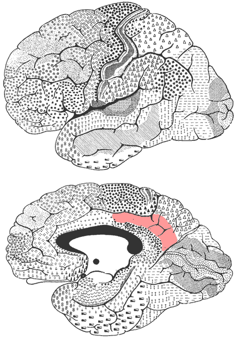 Aire de Brodmann 31 : Cortex cingulaire postérieur dorsal