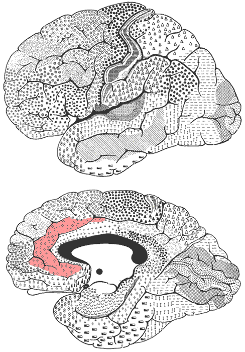 Aire de Brodmann 32 : Cortex cingulaire antérieur dorsal