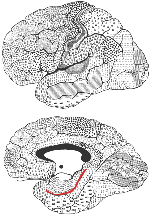 Aire de Brodmann 35 : Cortex perirhinal