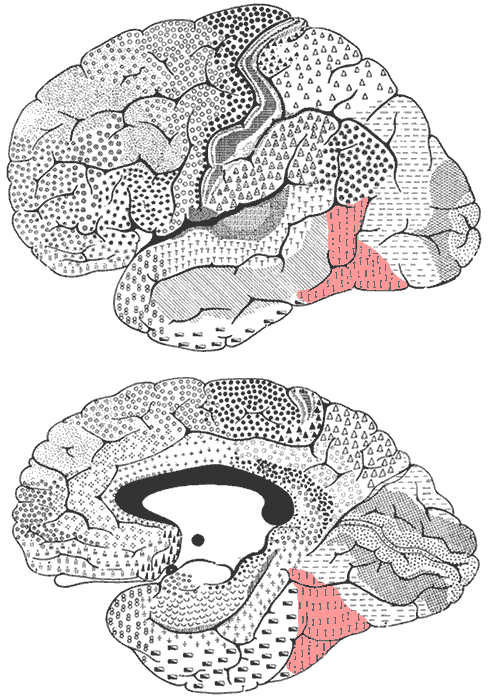Aire de Brodmann 37 : Gyrus fusiforme