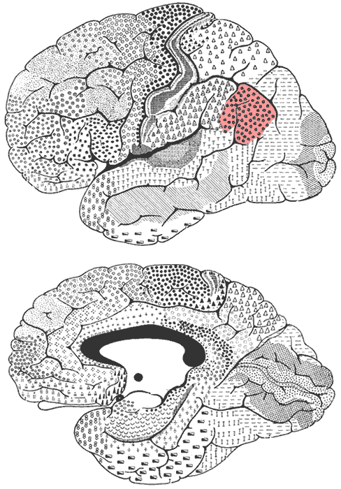 Aire de Brodmann 39 : gyrus angulaire
