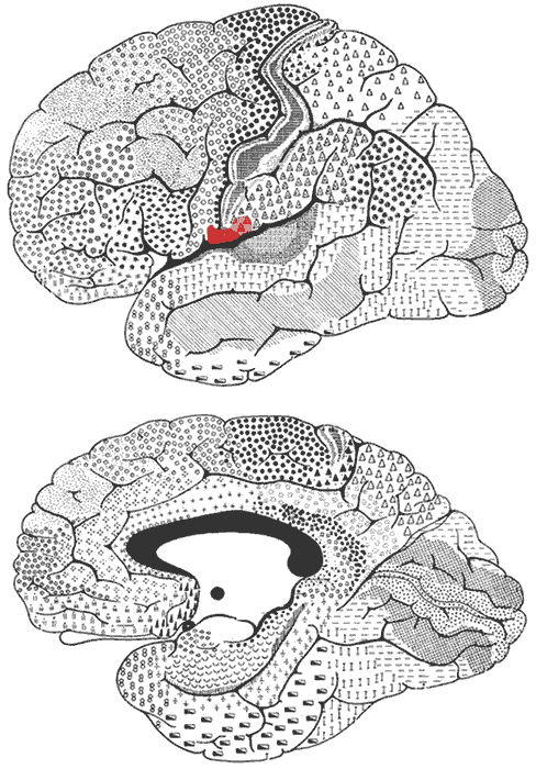 Aire de Brodmann 43 : Cortex gustatif.