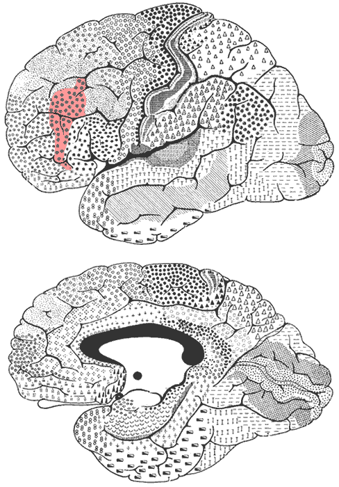 Aire de Brodmann 46 : Aire du Sommeil paradoxal et du rêve lucide